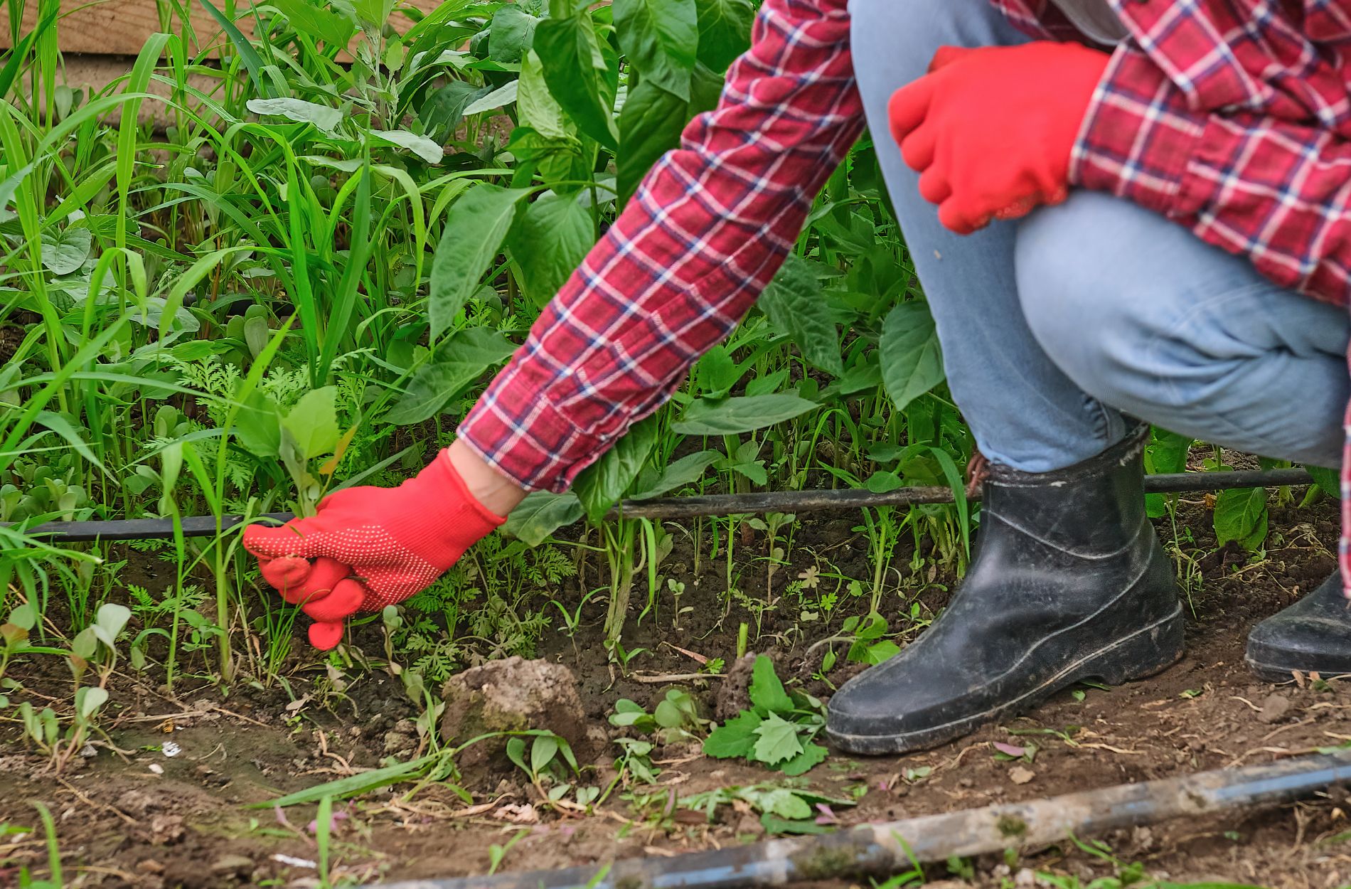 Effective Weed Control Tips After Winter