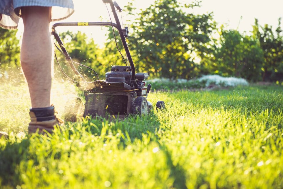 Control Lawn Pests for a Healthy Yard